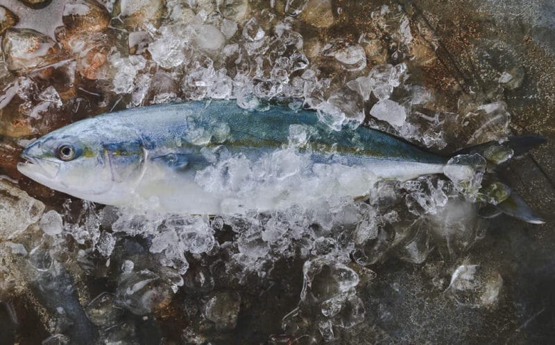 Stewby's Seafood Shanty